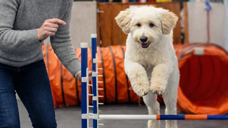 Dog Training Industry Trends: Market Data 2026 | Zoom Room Franchise